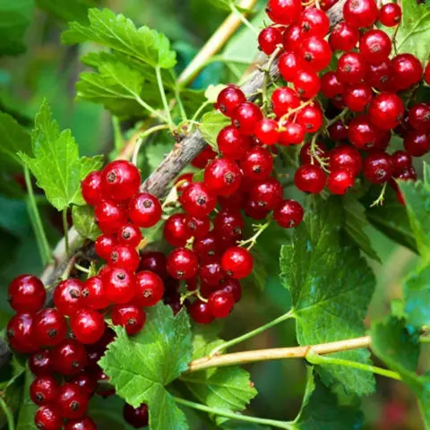 Ungawakha kanjani ama-currants abomvu efrijini ebusika 9688_1