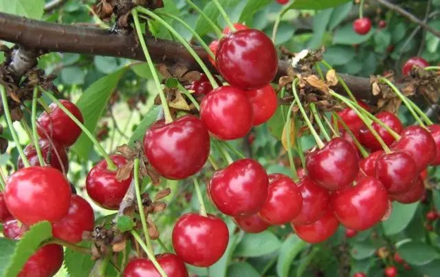 Cherry Vianok: chithunzi ndi kufotokozera zamitundu, mawonekedwe, malamulo omwe akukula 9697_1