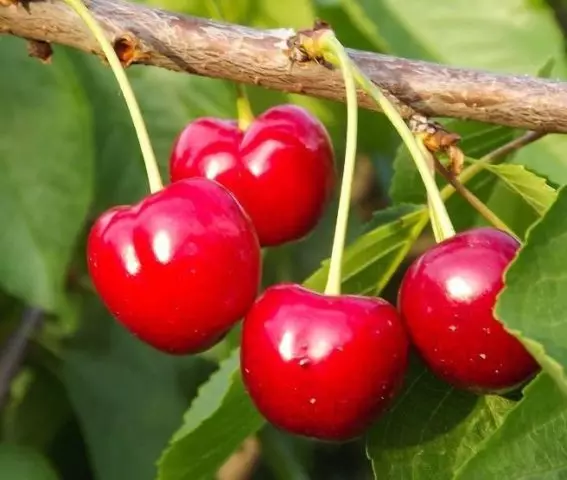 Cherry Vianok: fotosurat va xilma -xillik tavsifi, o'sish qoidalari 9697_2