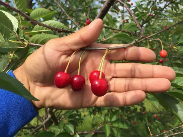 Cherry Vianok: foto i descripció de la varietat, característiques, regles de cultiu 9697_3