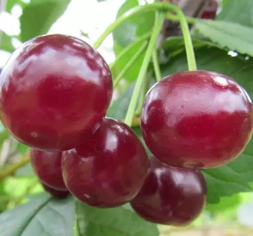 Cherry Vianok: chithunzi ndi kufotokozera zamitundu, mawonekedwe, malamulo omwe akukula 9697_4