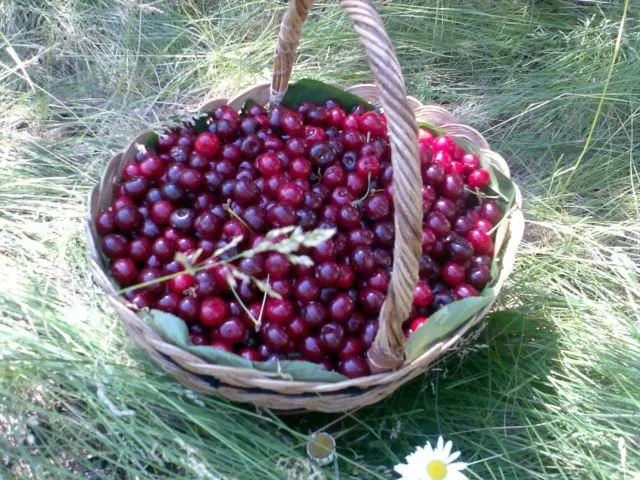 Cherry Vianok: foto i descripció de la varietat, característiques, regles de cultiu 9697_5