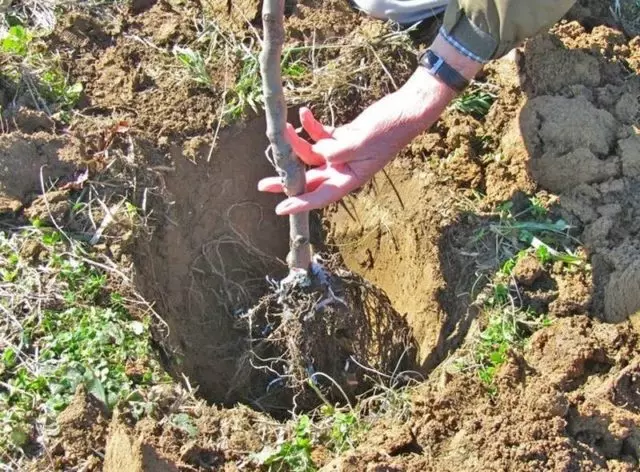 Cereja Vianok: foto e descrição da variedade, características, regras de cultivo 9697_6