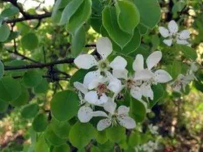 Pear Just Maria: Beschreibung, Foto, Bewertungen, Landung