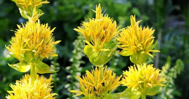 Gentian ສີເຫຼືອງ (Gentiana lutea): ຄຸນສົມບັດເປັນຢາແລະການປະຕິເສດ, ບ່ອນທີ່ມັນເຕີບໃຫຍ່