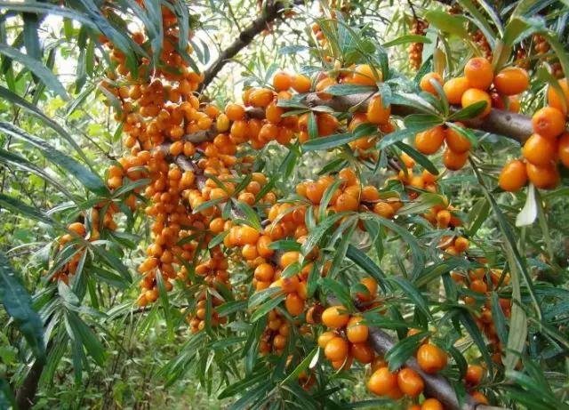 Tea buckthorn Tea: girke -girke 30 9807_9