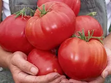 Insalata alla caviglia per l'inverno: ricette con pomodori, peperoni, cetrioli, ananas, salsa di Krasnodar, fagioli, in una pentola a cottura lenta 9809_28