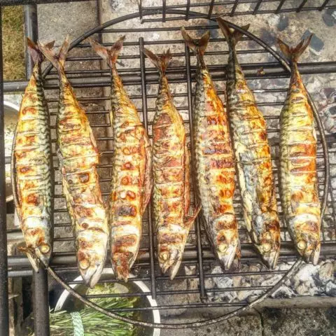 Do-it-yourself hot smoked mackerel: recipes on the fire, in the oven, in a slow cooker 9865_13