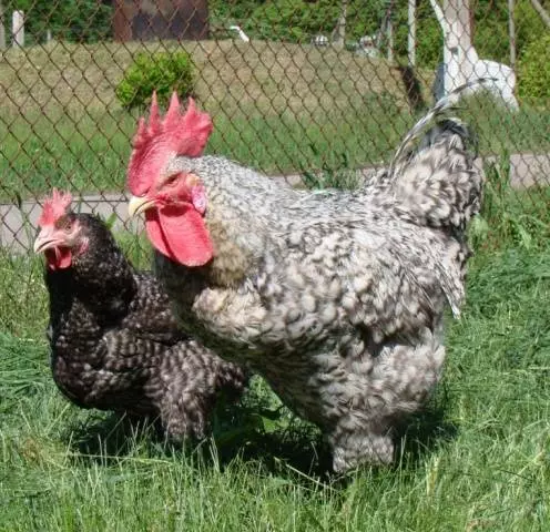 Chickens Hercules: breed description, photo 9961_1