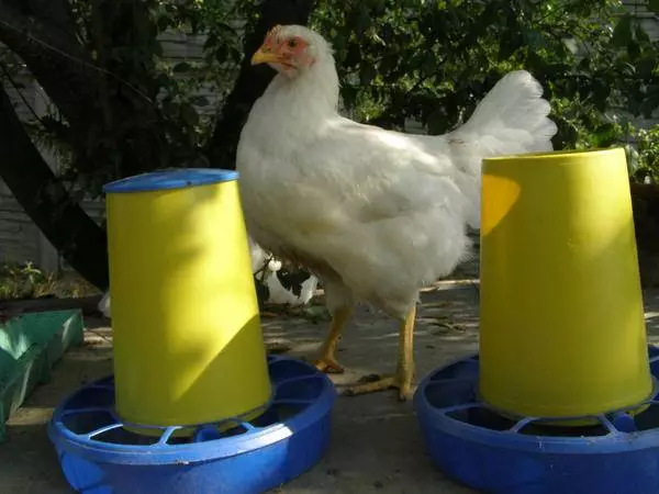 Chickens Hercules: breed description, photo 9961_17