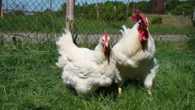 Chickens Hercules: breed description, photo 9961_3